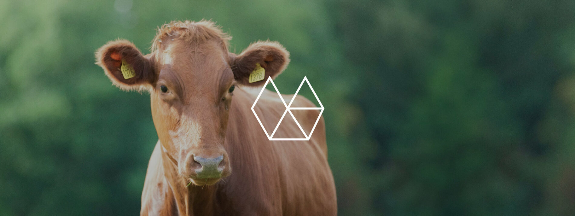 Amino Acids as a Feed Ingredient | Foodcom S.A.