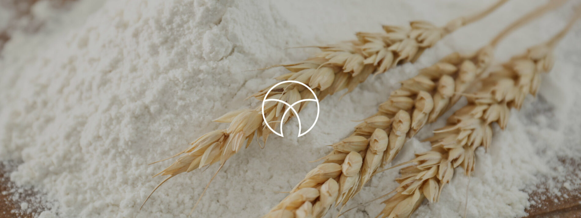 Modified starches types and applications in industry | Foodcom S.A.