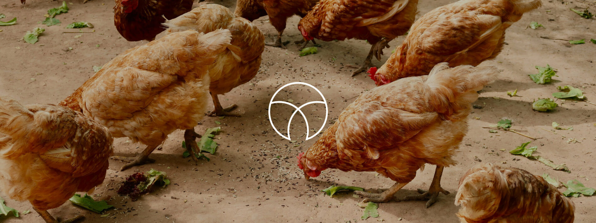 Potato Protein and Animal Fat as Valuable Nutrients in Animal Nutrition ...