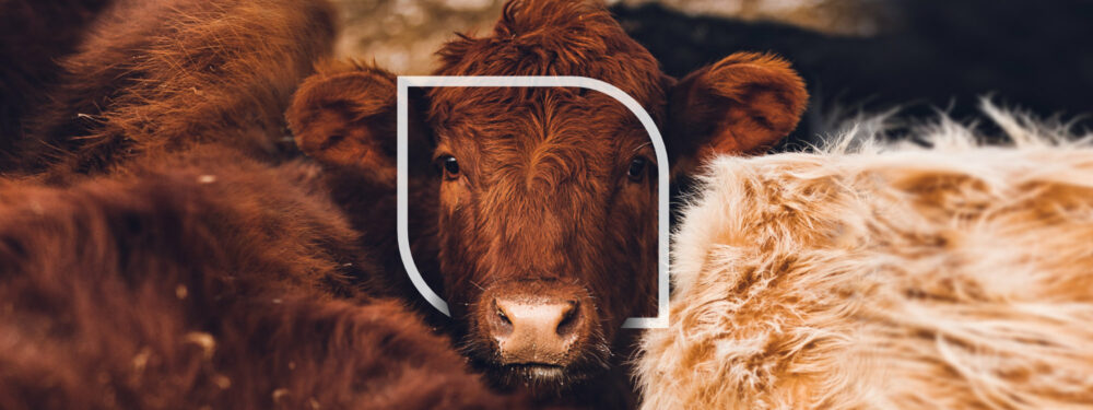 Animal Nutrition: practical guide - Foodcom S.A.