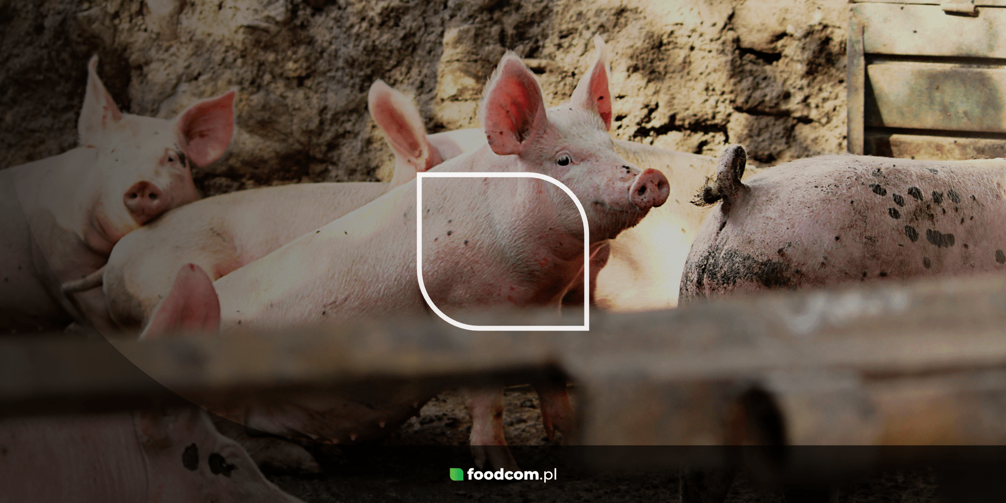Pig feed - what it is, production process and application in industrial ...