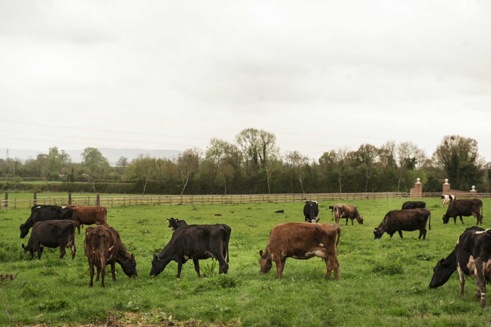 Cattle feed - key types and production process | Foodcom S.A.