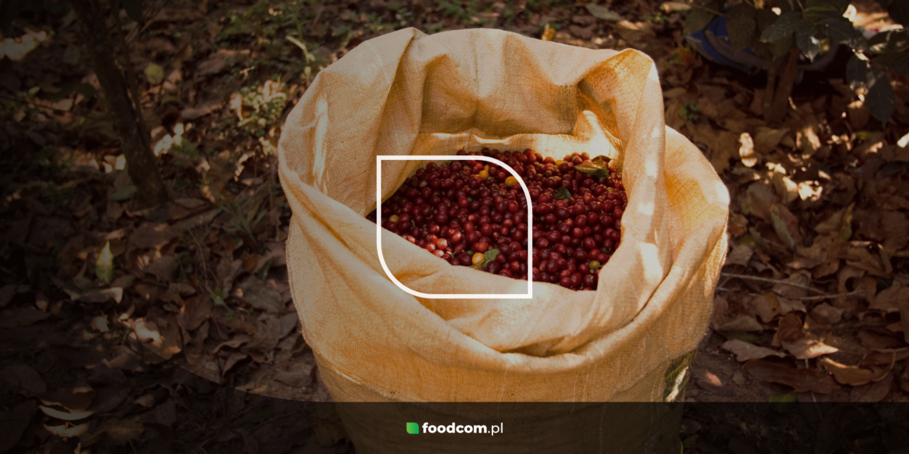 Robusta - how is Congo coffee made and where does it grow? | Foodcom S.A.
