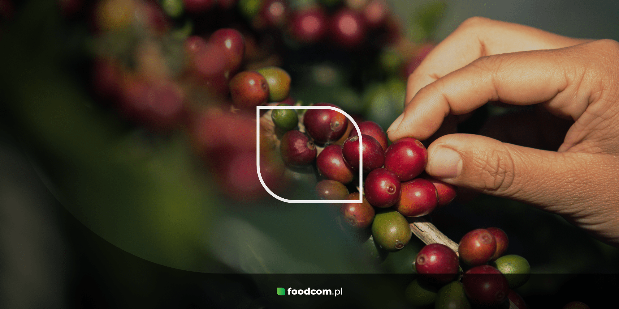 Robusta - how is Congo coffee made and where does it grow? | Foodcom S.A.