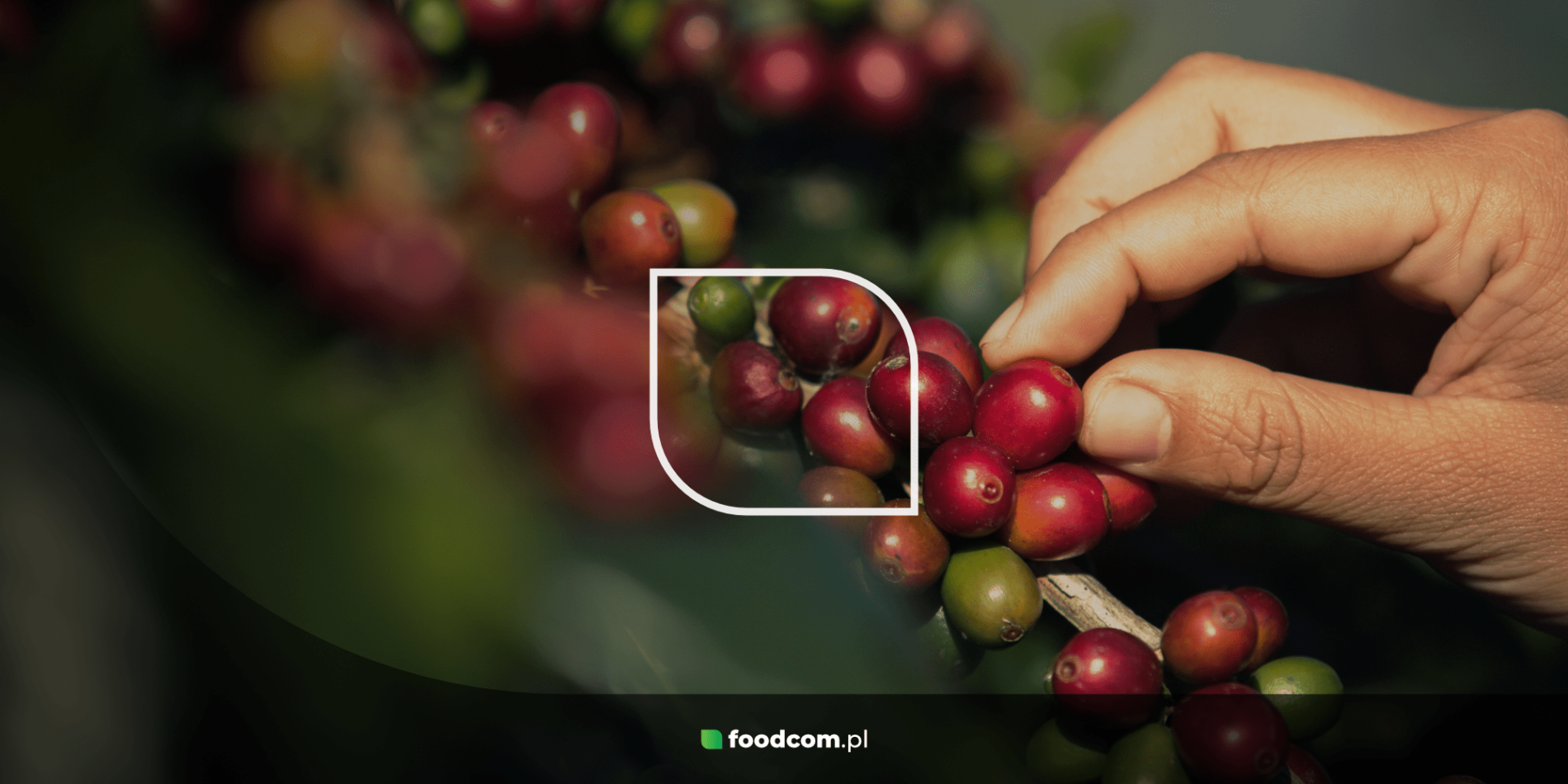 The difference between arabica and robusta | Foodcom S.A.